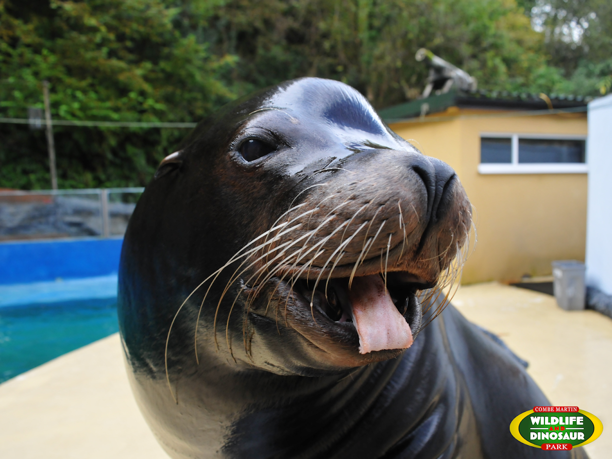 OSBF has provided vital funding for a Devon-based animal park - One ...